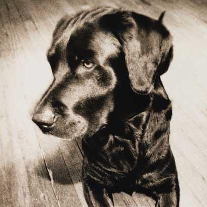 Github Dracula Oracle Sql Developer рџ рџџ вђќв пёџ Dark Theme For Oracle Sql