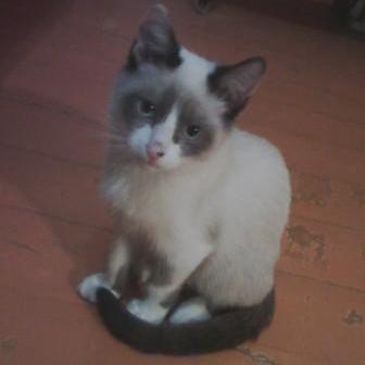 Postcss Inline Svg Examples Codesandbox - 8K Nature Wallpapers for Desktop