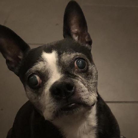 Github Tewtham Dactyl Typesafe - Elegant Retina Geometric Images | Free Download