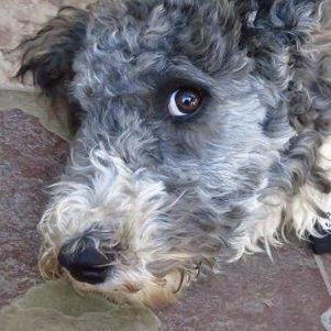 Github Pyproj4 Pyproj Python Interface To Proj Cartographic