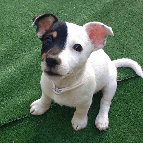 Github Blitz Js Blitz вљўпёџ The Missing Fullstack Toolkit For Next Js