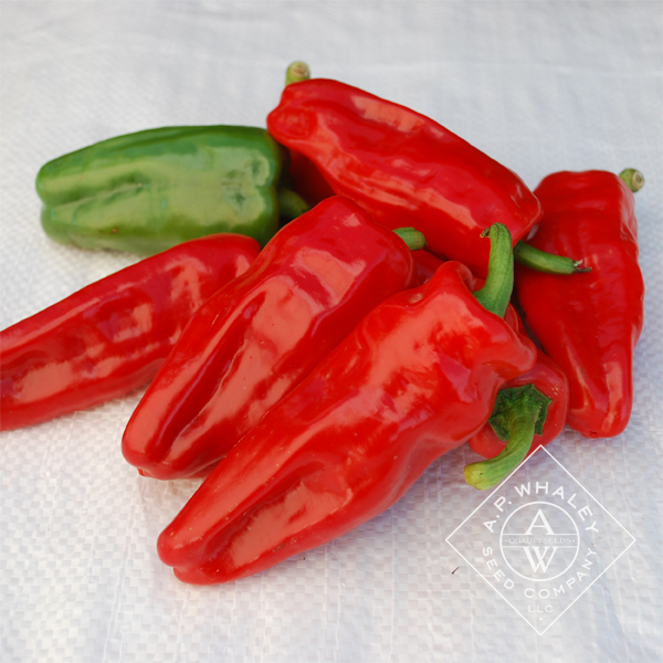 Aleppo | A.P. WHALEY, LLC