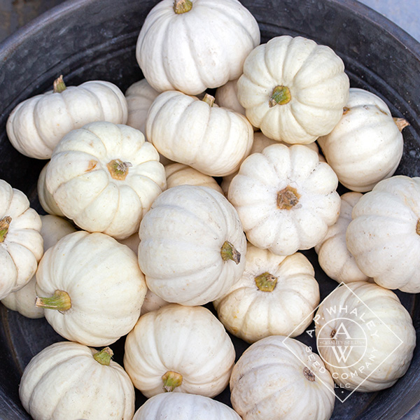 Baby Boo | A.P. WHALEY, LLC