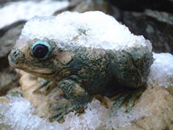 Resurrection – A Natural Adaptation in Yellowstone! | The Capitalist Muse