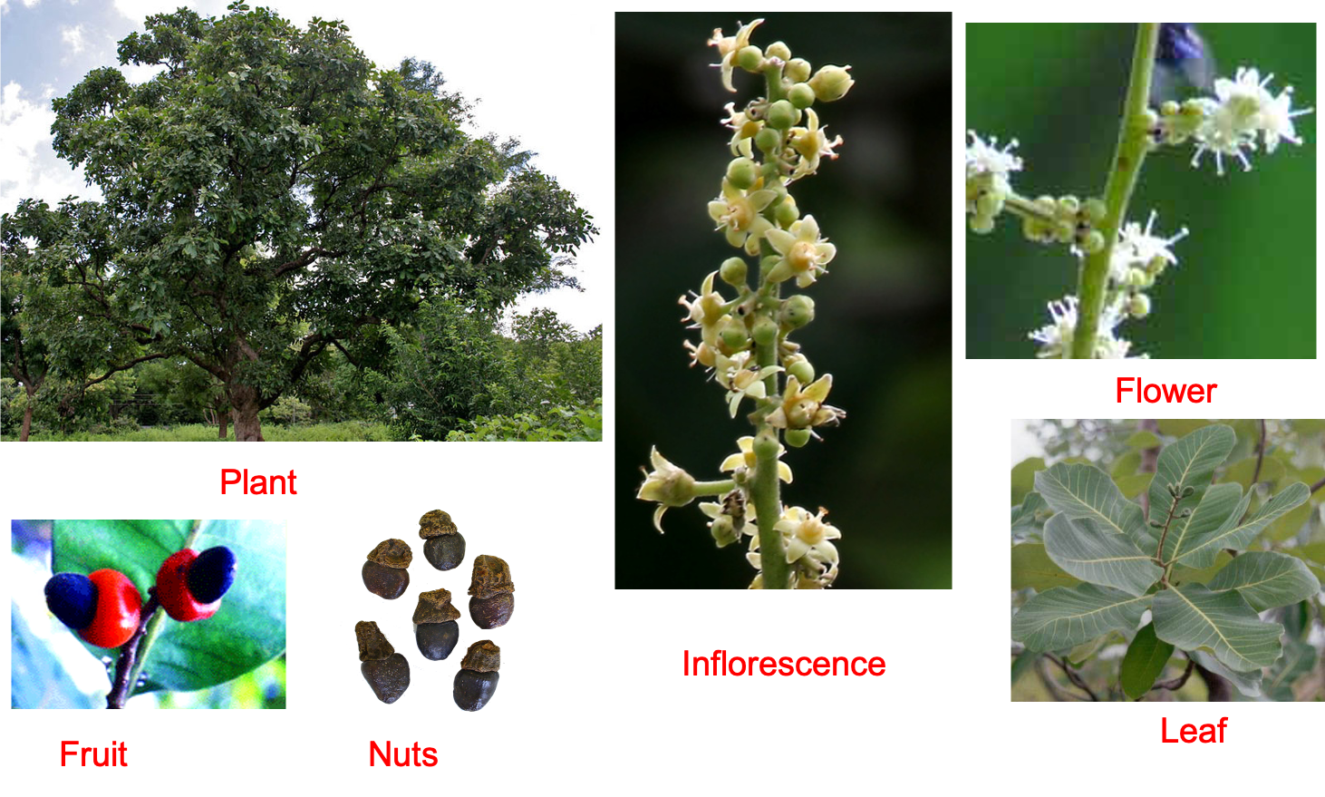 Know the Medicinal Plant BHALLATAKA – AyurSoln