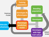Deep Learning 4 Genomic Prediction