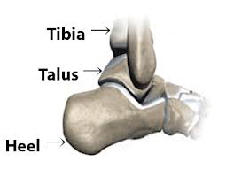 Ankle Mobility: Mobilizing the talus | b-reddy.org