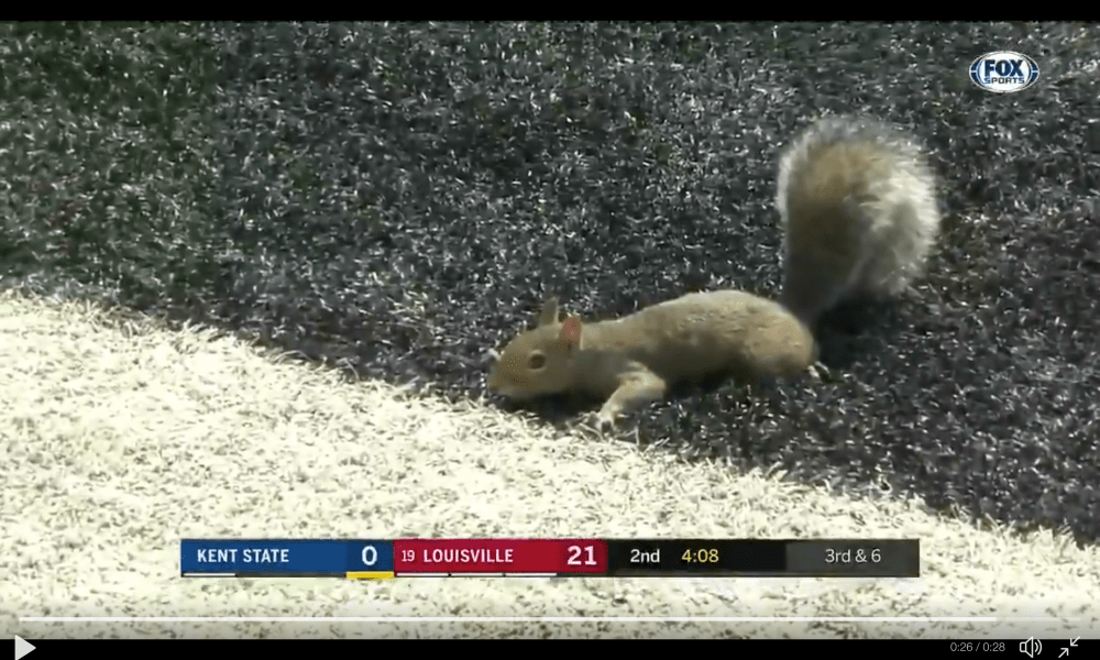 After Serious Thought, Heisman Favorite After Week 4 Is: This Squirrel ...