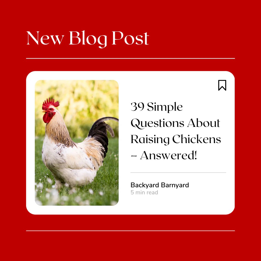 39 Simple Questions About Raising Chickens Answered Backyard Barnyard