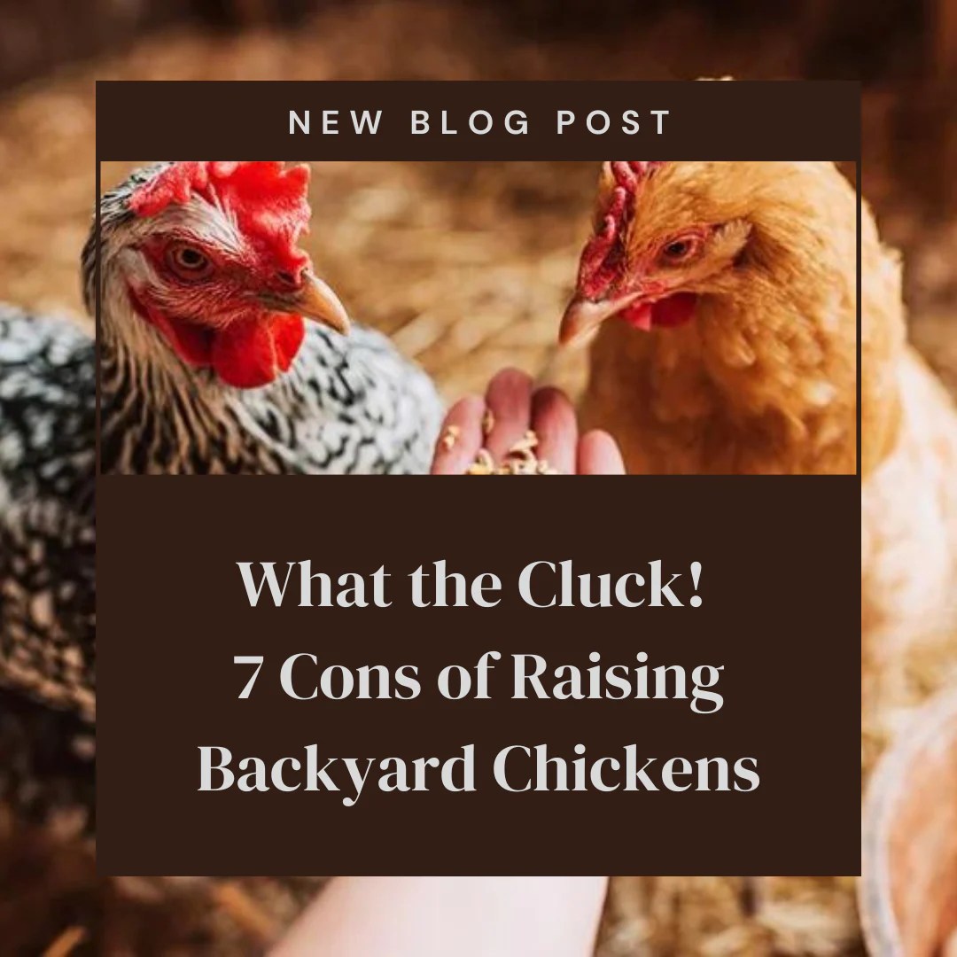 What The Cluck 7 Cons Of Raising Backyard Chickens Backyard Barnyard