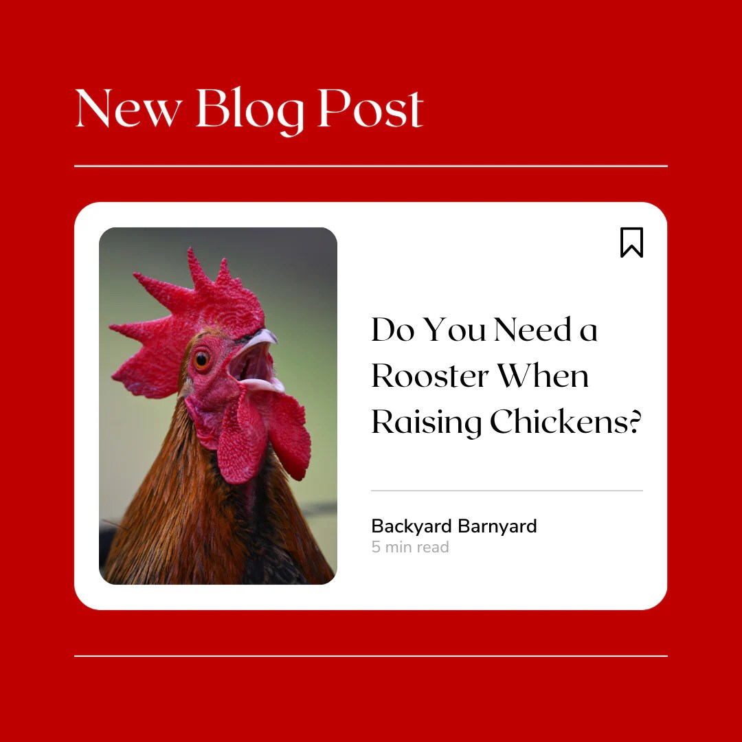 Do You Need A Rooster When Raising Chickens Backyard Barnyard