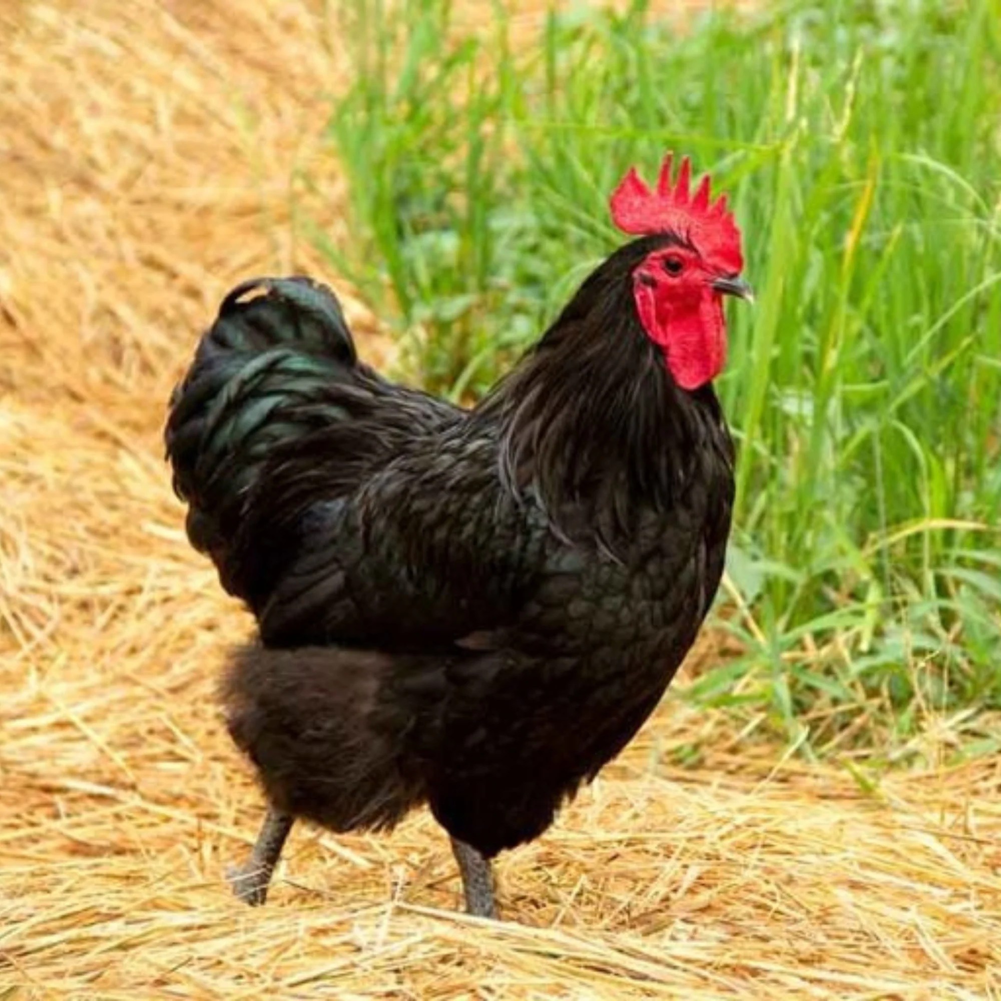 The Australorp Chicken An Excellent Dual Purpose Chicken Breed