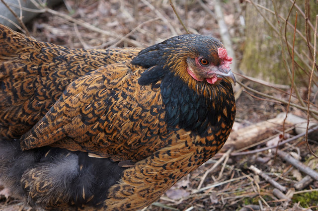 6 Best Chicken Water Heater Options for Happy Hens in the Winter - The ...