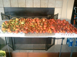 Homestead Highlight: Mary - The Backyard Farming Connection