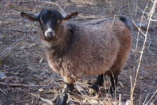 Raising Goats: The Ultimate Guide for Beginners - The Backyard Farming ...