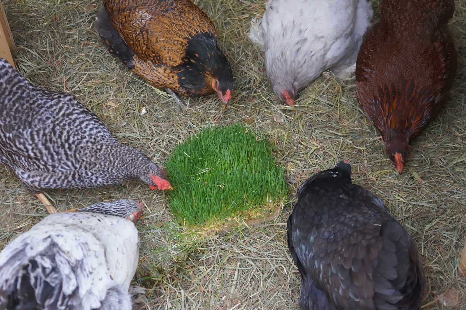 How to Grow Your own Fodder - The Backyard Farming Connection