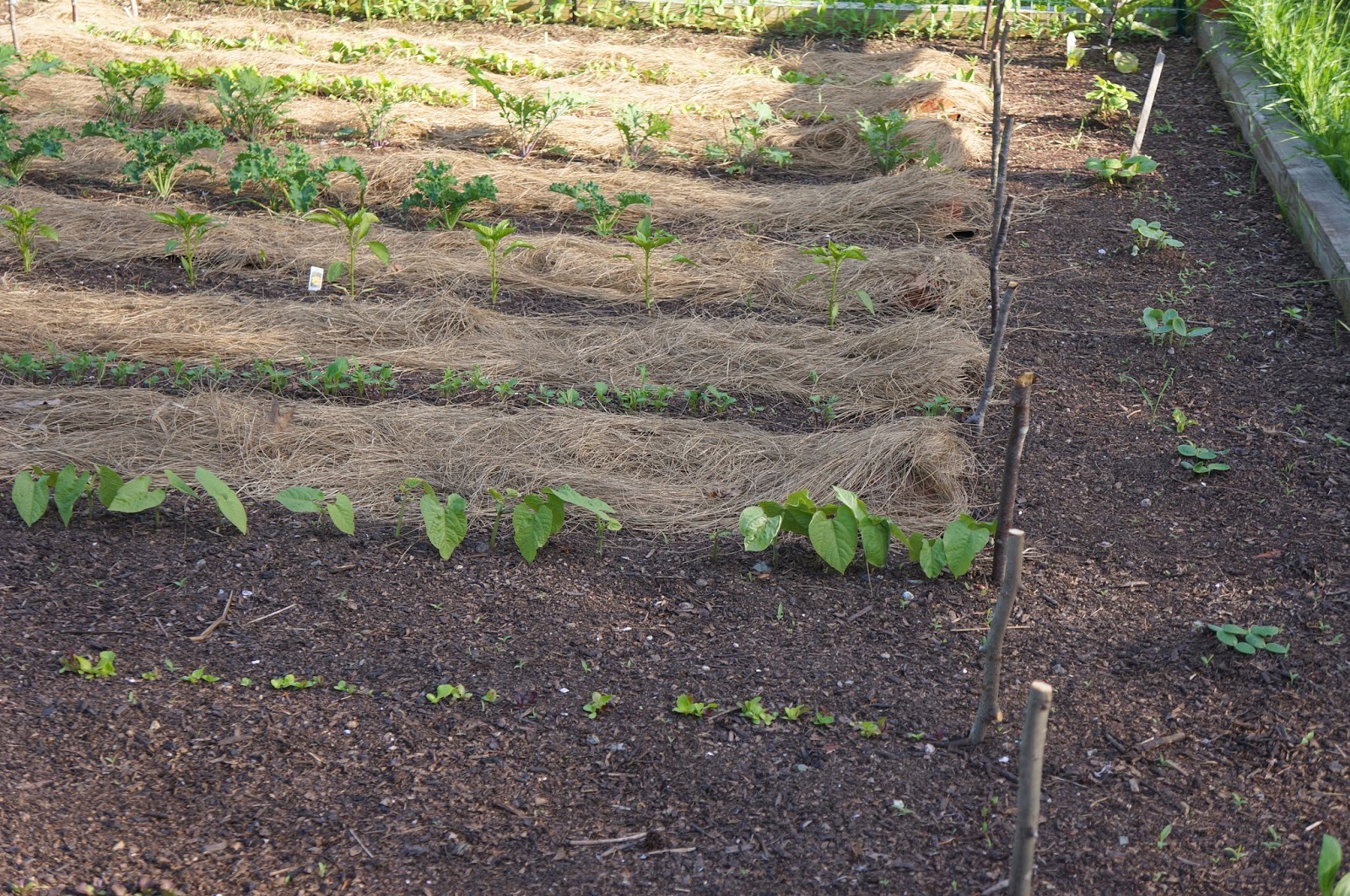 Which Plants are Best to Direct Sow in the Garden - The Backyard ...