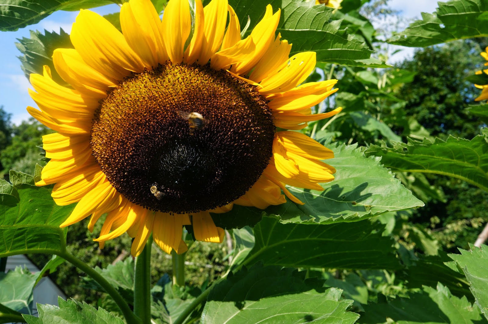 The 9 Best Beneficial Flowers For Your Vegetable Garden - The Backyard ...