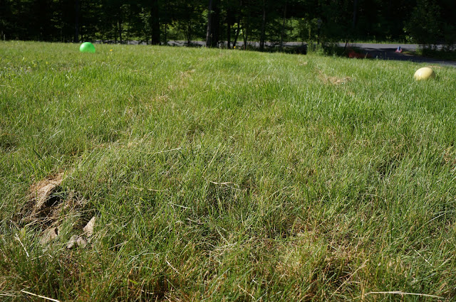 8 Essential Steps for Creating an Eco Friendly Lawn For a Better World ...