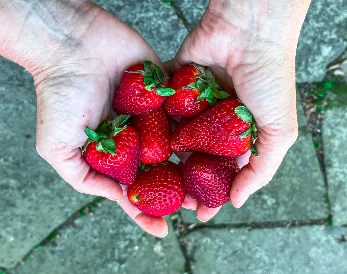 The Best Way to Grow Strawberries: A Comprehensive Guide for Home ...