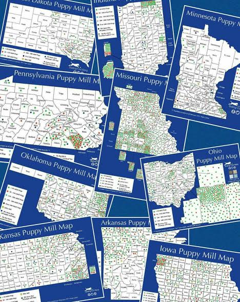 What is a puppy mill? - Bailing Out Benji