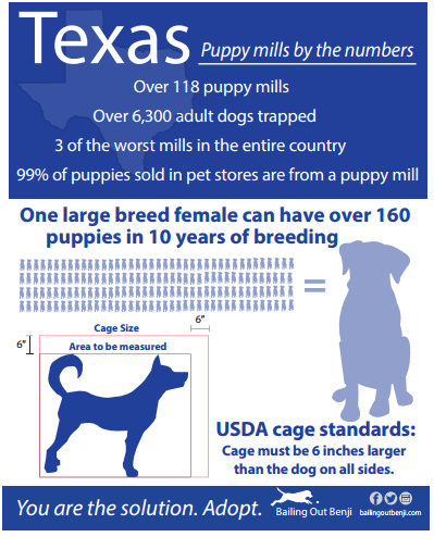 Texas Puppy Mill Problem - Bailing Out Benji