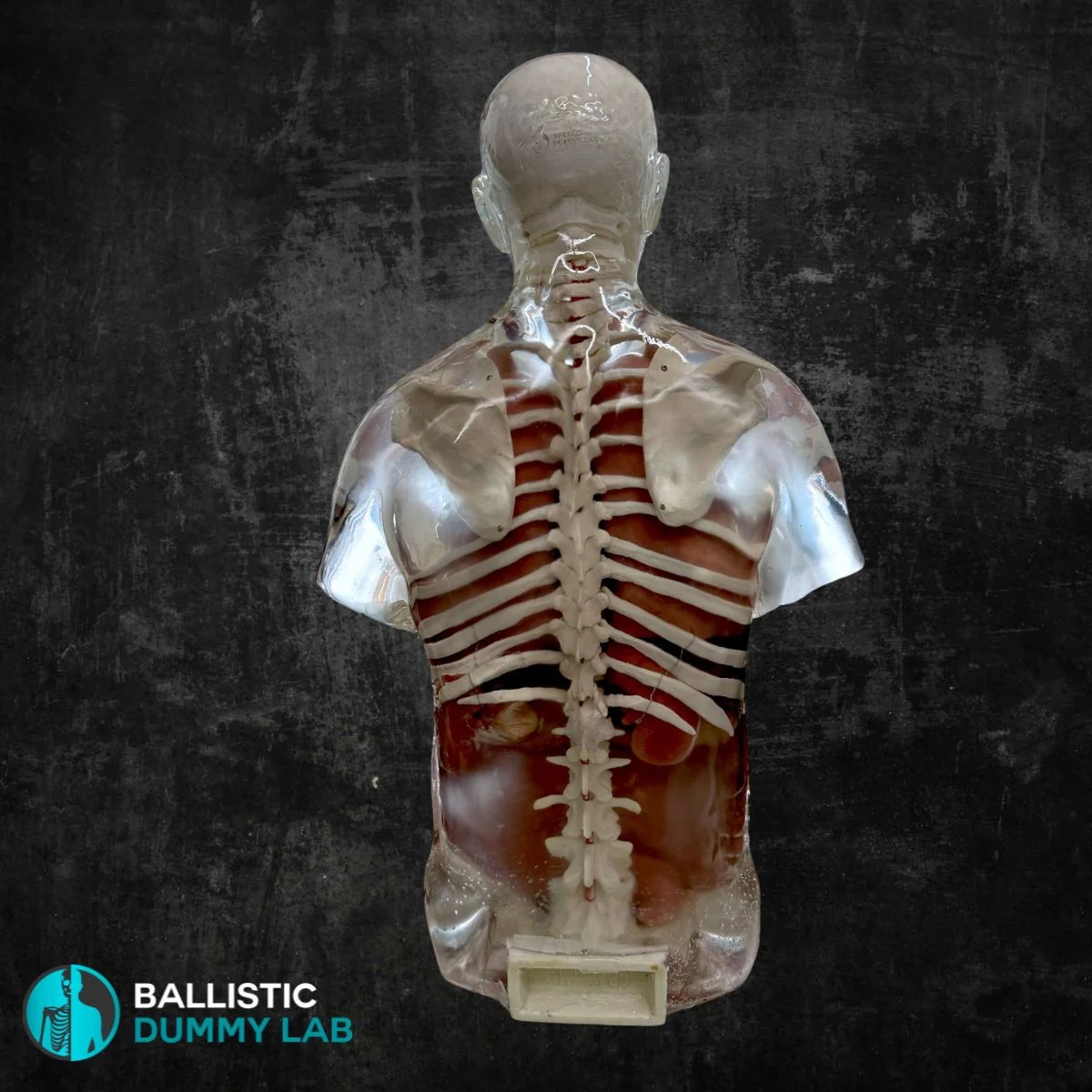 Perma Gel Ballistic Dummy Deluxe Torso With Head Ballistic Dummy Lab