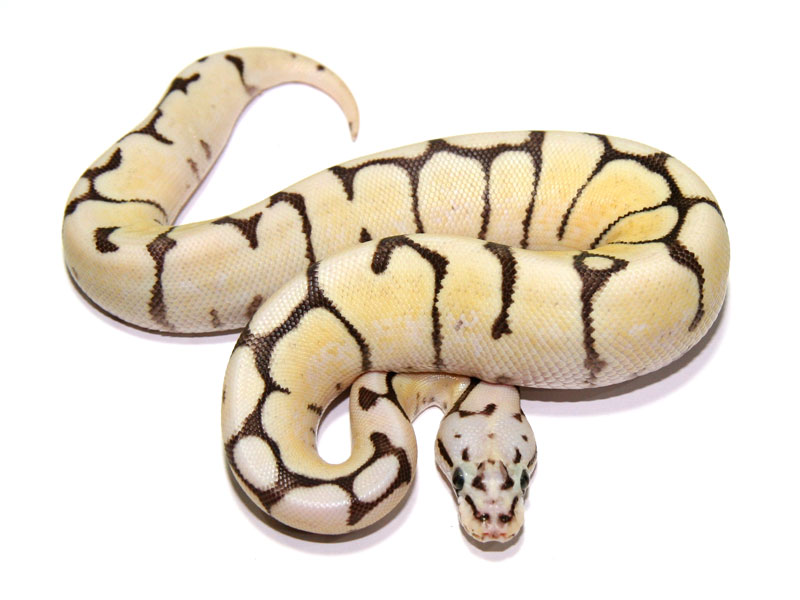 Fire Bumble Bee Ball Python Hatchling - Gradient Design Collection - HD Quality