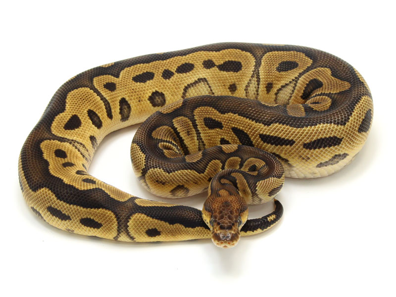Russo Het Clown Ball Python By Markus Jayne Ball Pythons - Light Pattern Collection - Mobile Quality