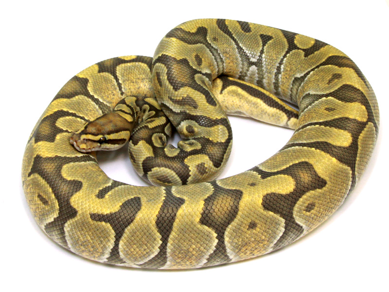 Ghost Enchi Fire Ball Python Hatchling - Ultra HD Sunset Backgrounds for Desktop