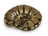 Normal Markus Jayne Ball Pythons