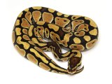 Special Markus Jayne Ball Pythons