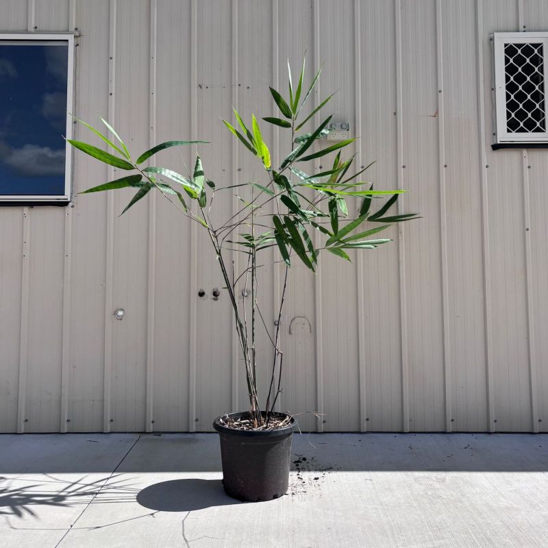 Java Black Bamboo Bamboo Park - Perfect Space Wallpaper - Full HD