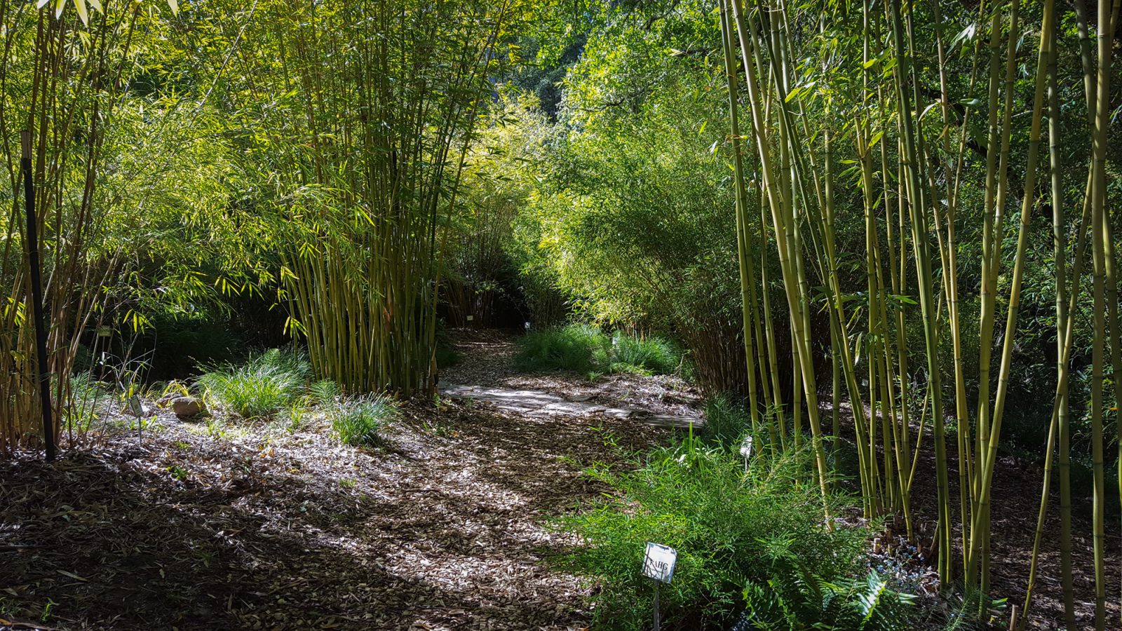 clumping-path - Bamboo Sourcery Nursery & Gardens