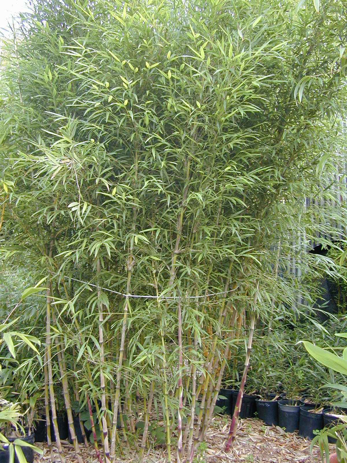 Chusquea culeou (6-11) 'Chilean Weeping' - CHCW - Bamboo Sourcery ...