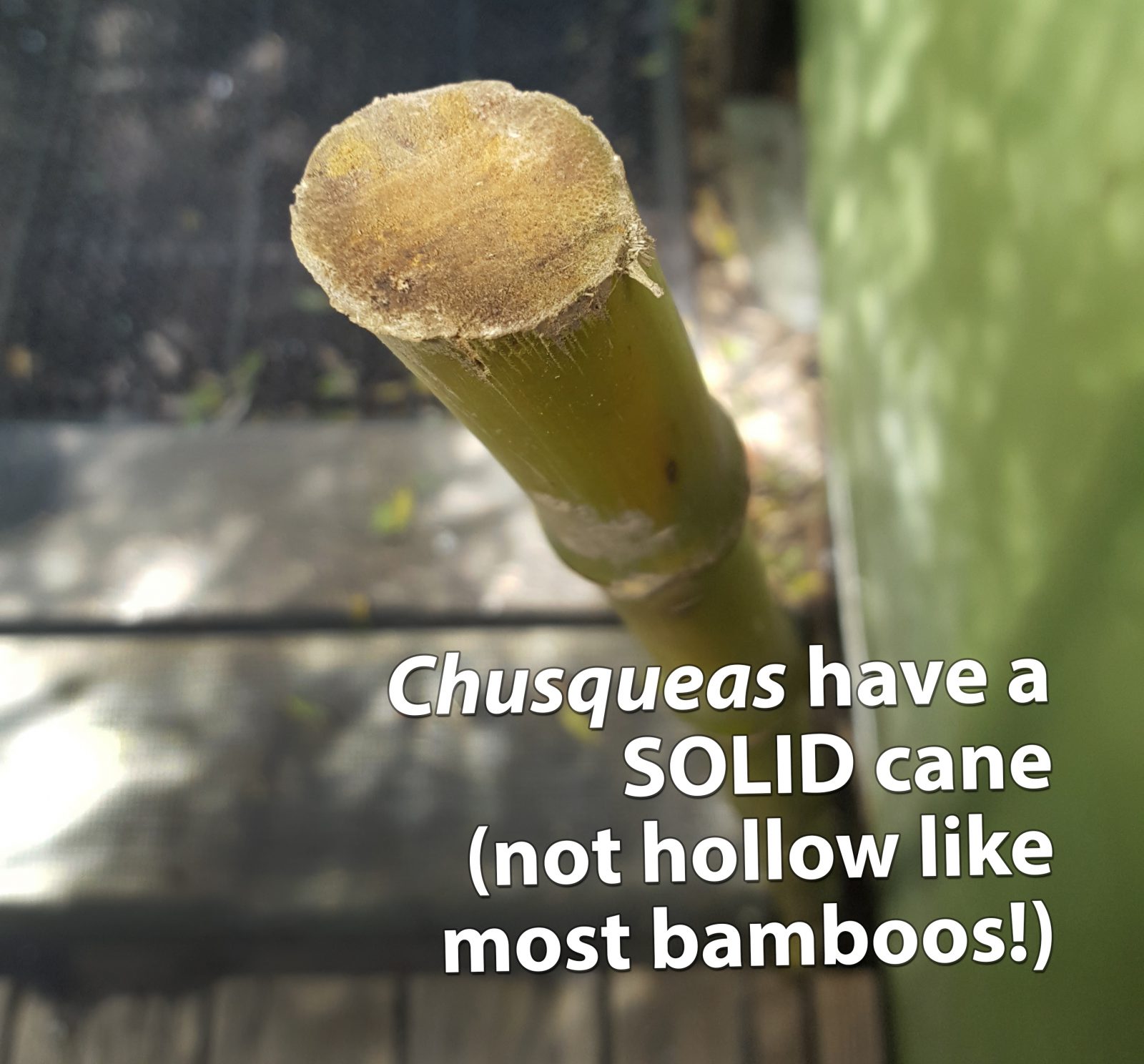 Chusquea gigantea - CHGI - Bamboo Sourcery Nursery & Gardens