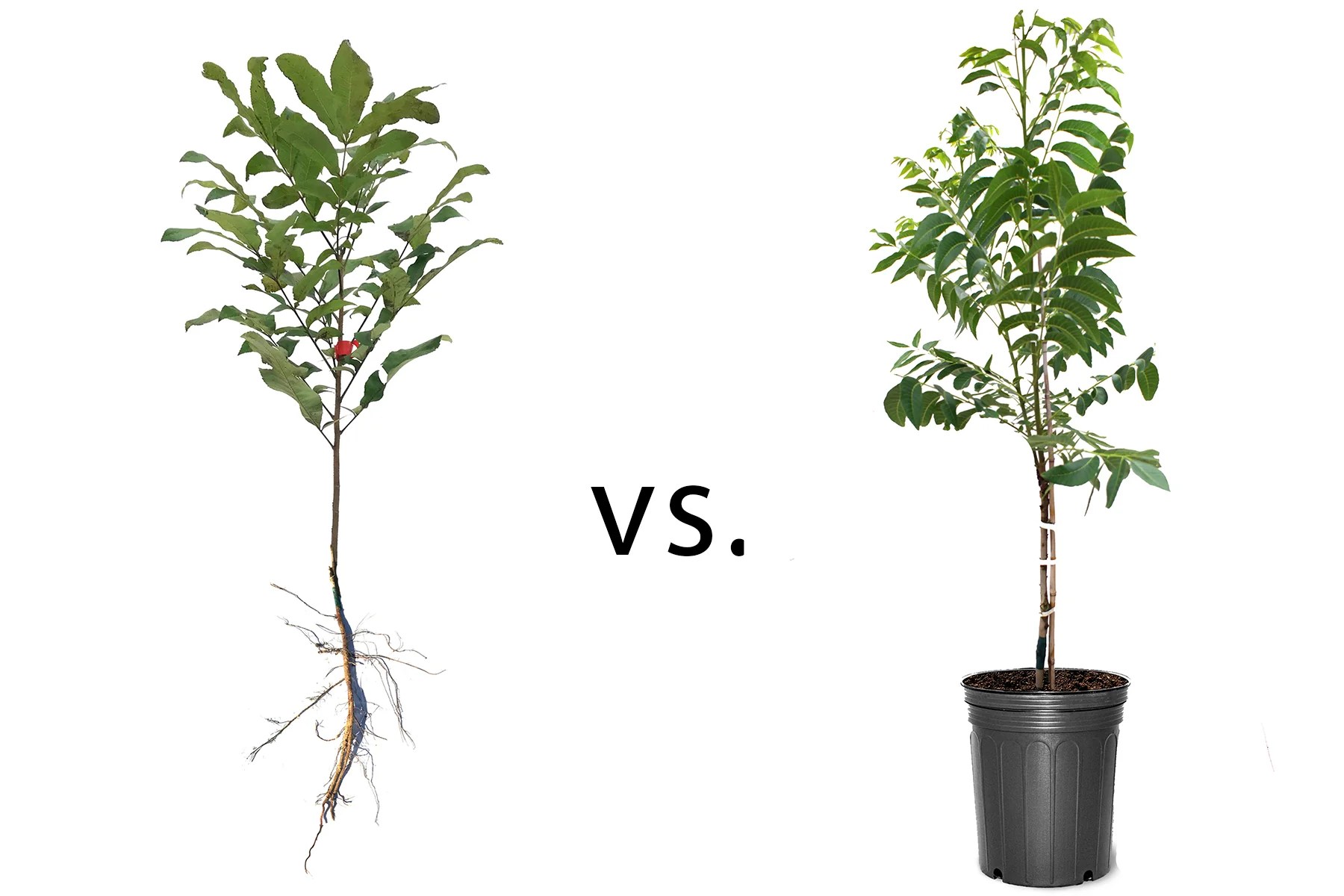 Bare Root Trees Vs Container Trees Bare Root Trees Plant Me Green