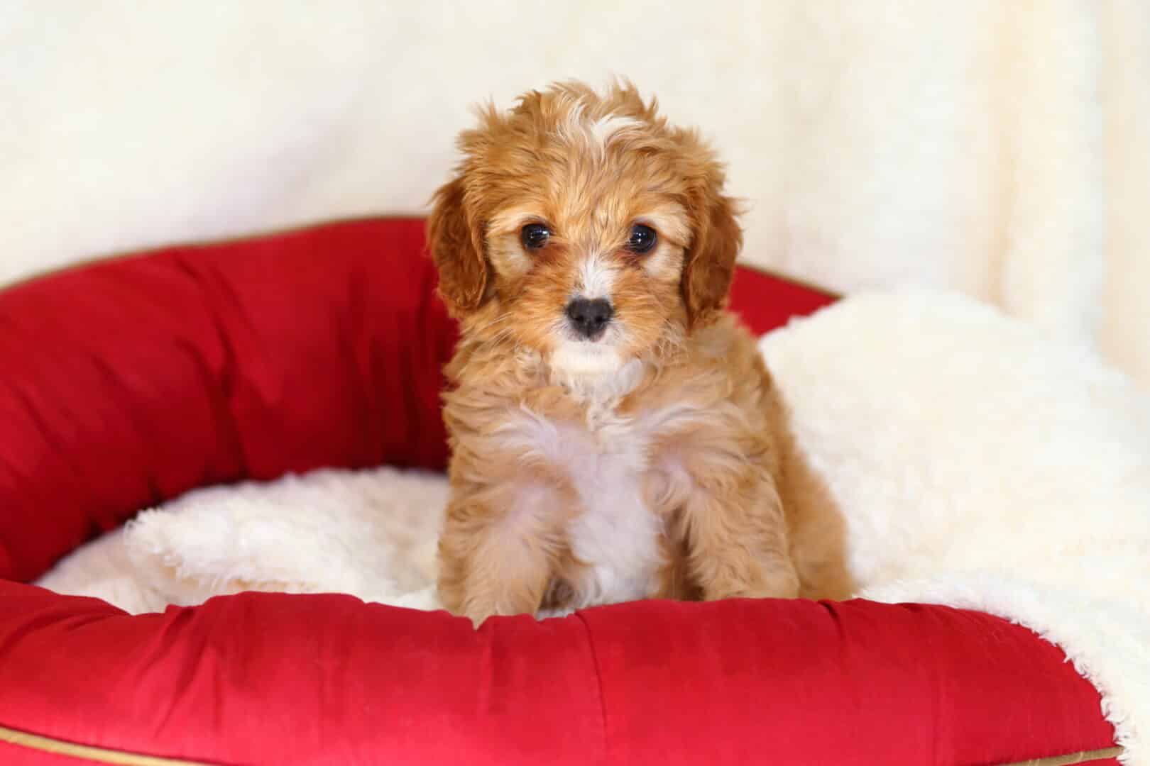 Cavoodle Puppies: Some of the Cutest Puppies Alive! - BarkSpot