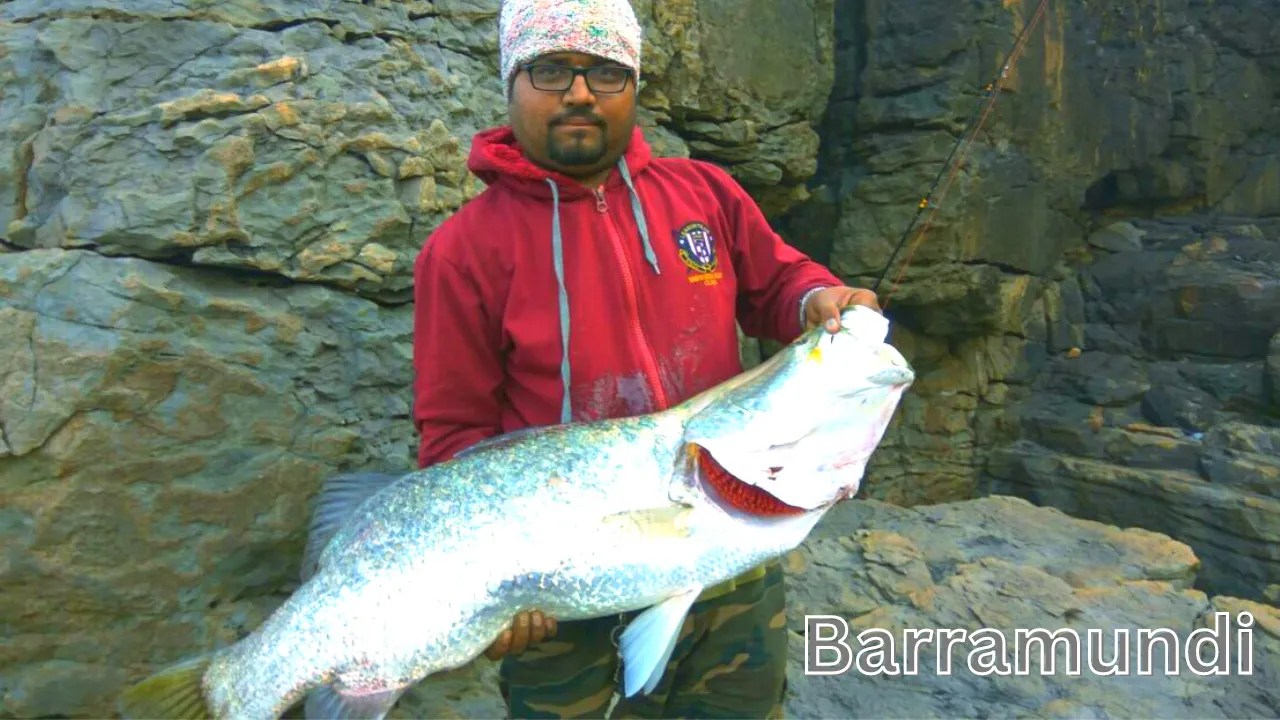Barramundi Fish - Best info for Anglers - BARRA HUNTER