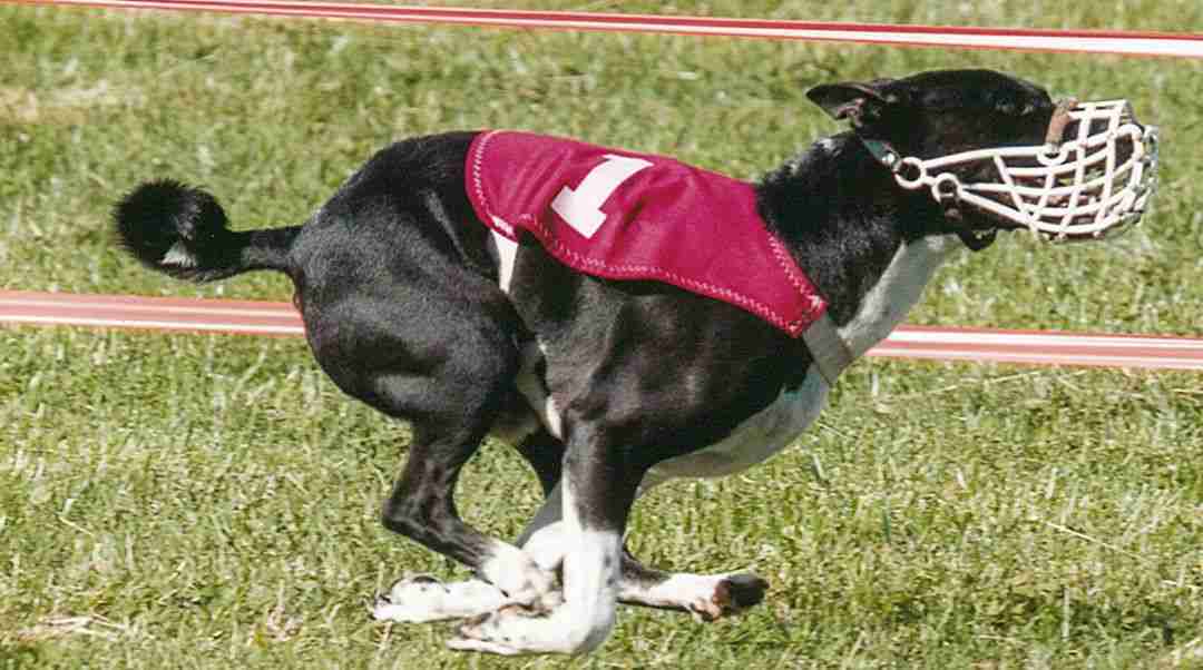 Straight Line Racing - Basenji Club of Southeastern Wisconsin