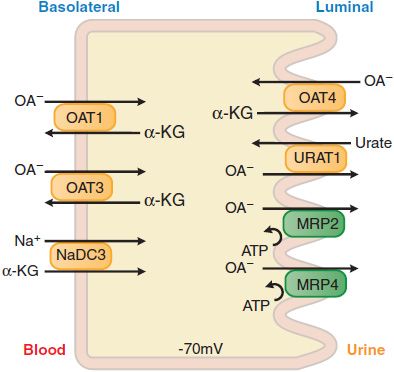 Membrane Transporters and Drug Response | Basicmedical Key