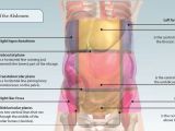 Abdominal Anatomy Organs What Is The Digestive System