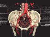 6 The Pelvis Basicmedical Key
