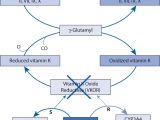 Warfarin Basicmedical Key