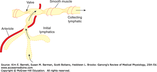 Blood as a Circulatory Fluid & the Dynamics of Blood & Lymph Flow ...