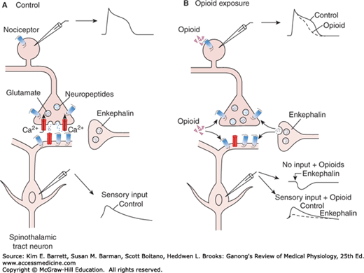 Somatosensory Neurotransmission: Touch, Pain, & Temperature ...