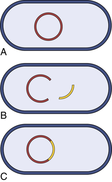 Basic Pharmacology | Basicmedical Key