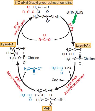 Lipid-Derived Autacoids: Eicosanoids and Platelet-Activating Factor ...