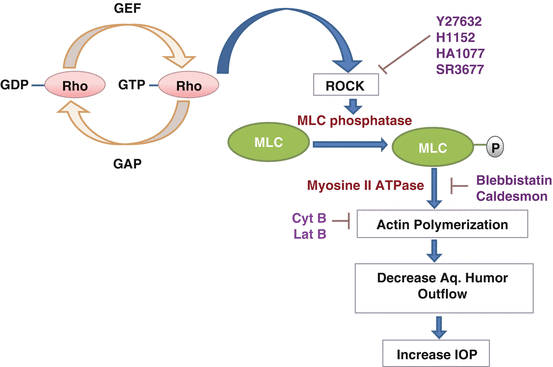 Ocular Hypotensives and Neuroprotectants in Glaucoma | Basicmedical Key