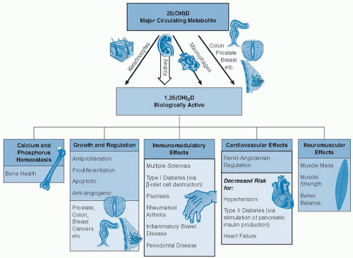 Vitamin D1 | Basicmedical Key